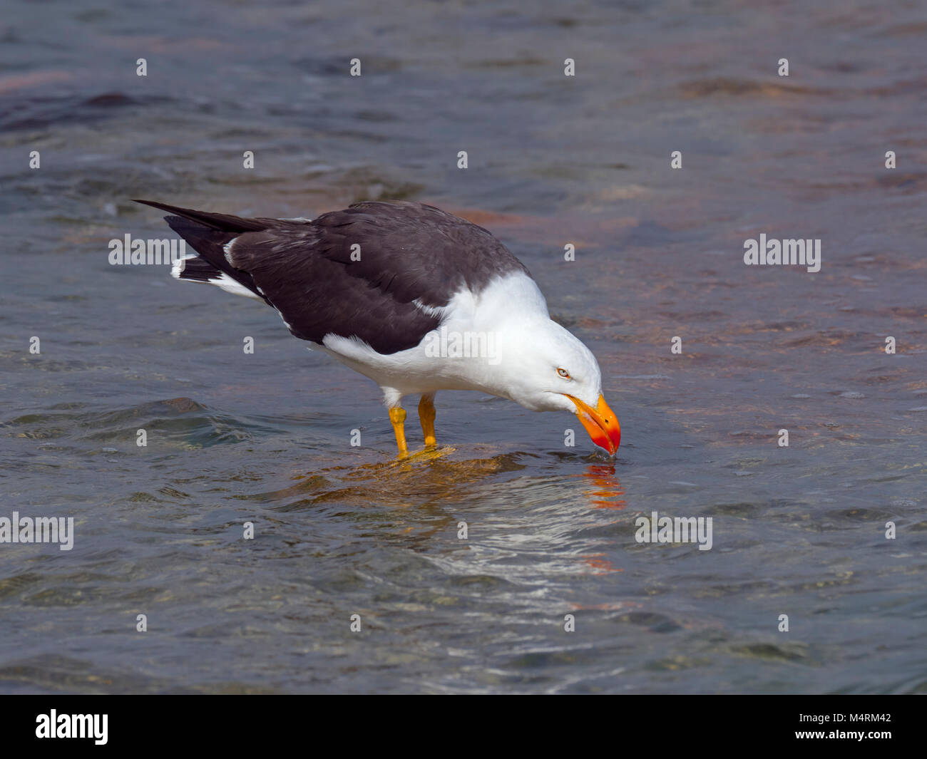 Loafing on beach hi-res stock photography and images - Alamy