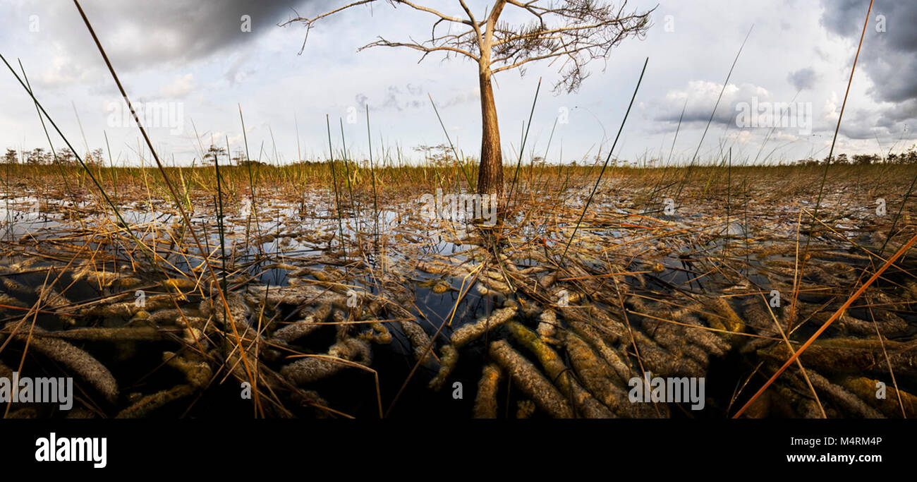 River of Grass Stock Photo - Alamy