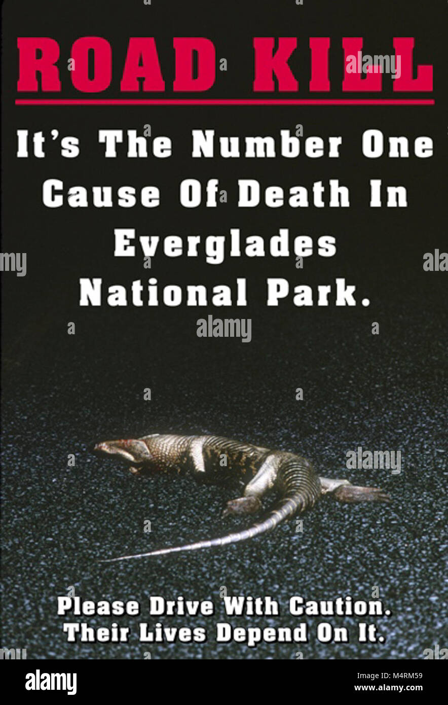 Road Kill Stock Photo - Alamy