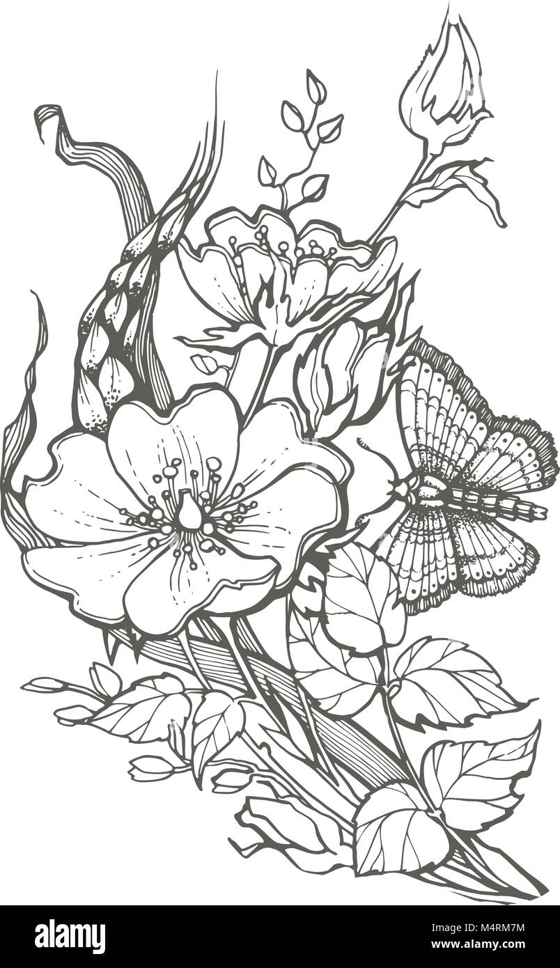 Butterfly And Roses Drawings