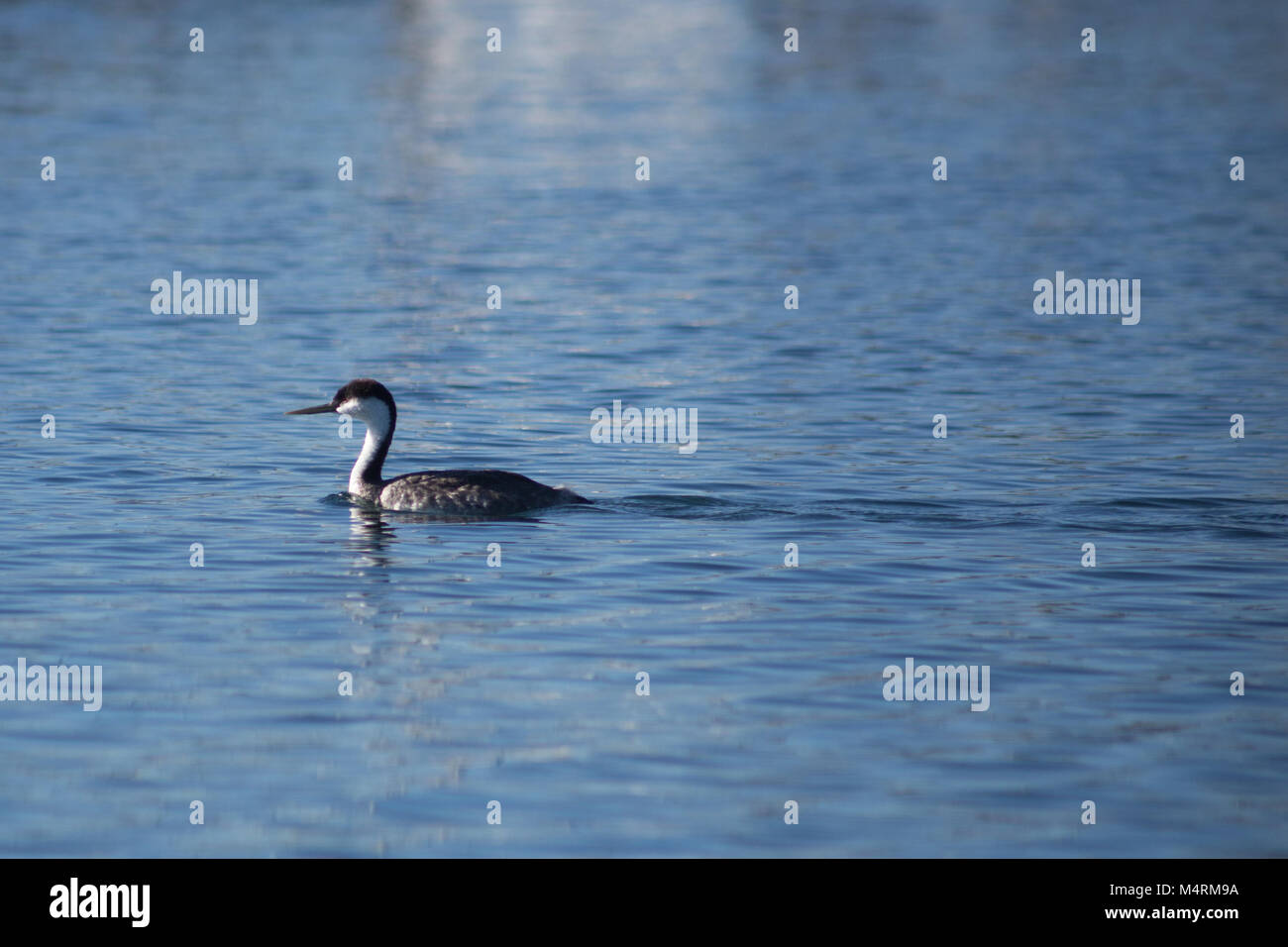 Killer duck hi-res stock photography and images - Alamy