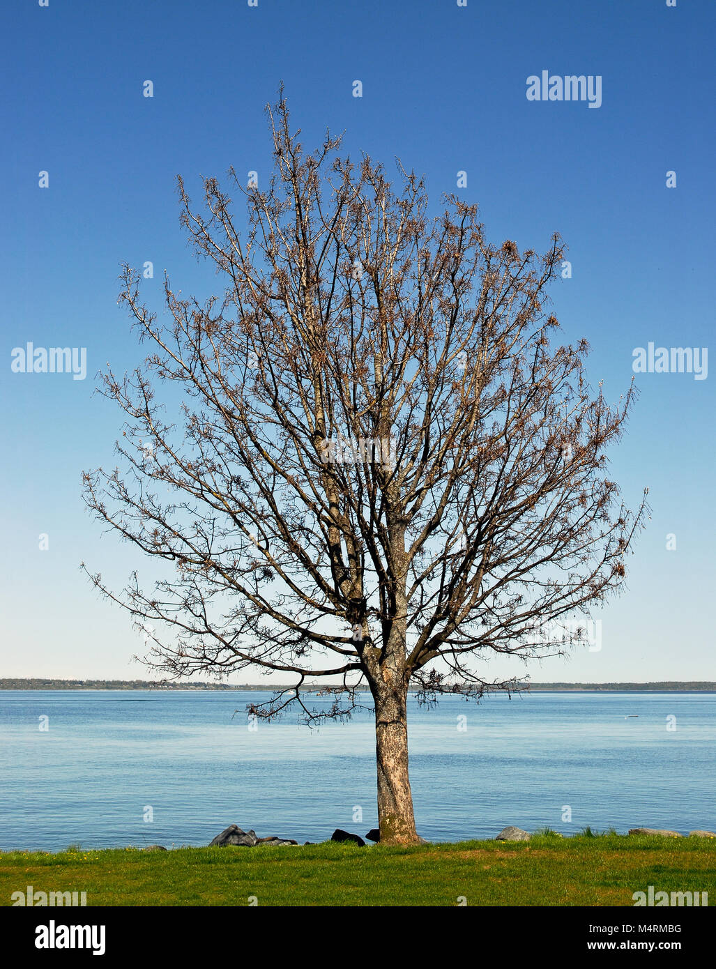 A bare tree in winter in Boulevard Park on Bellingham Bay, Fairhaven ...