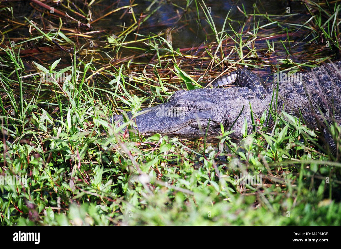 Sleeping Gator Stock Photo - Alamy