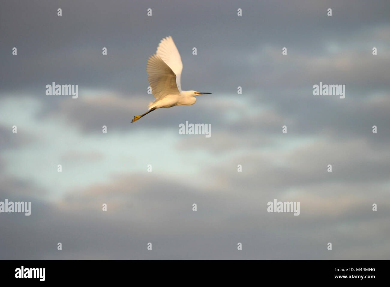 Snowy Egret Flying Stock Photo - Alamy