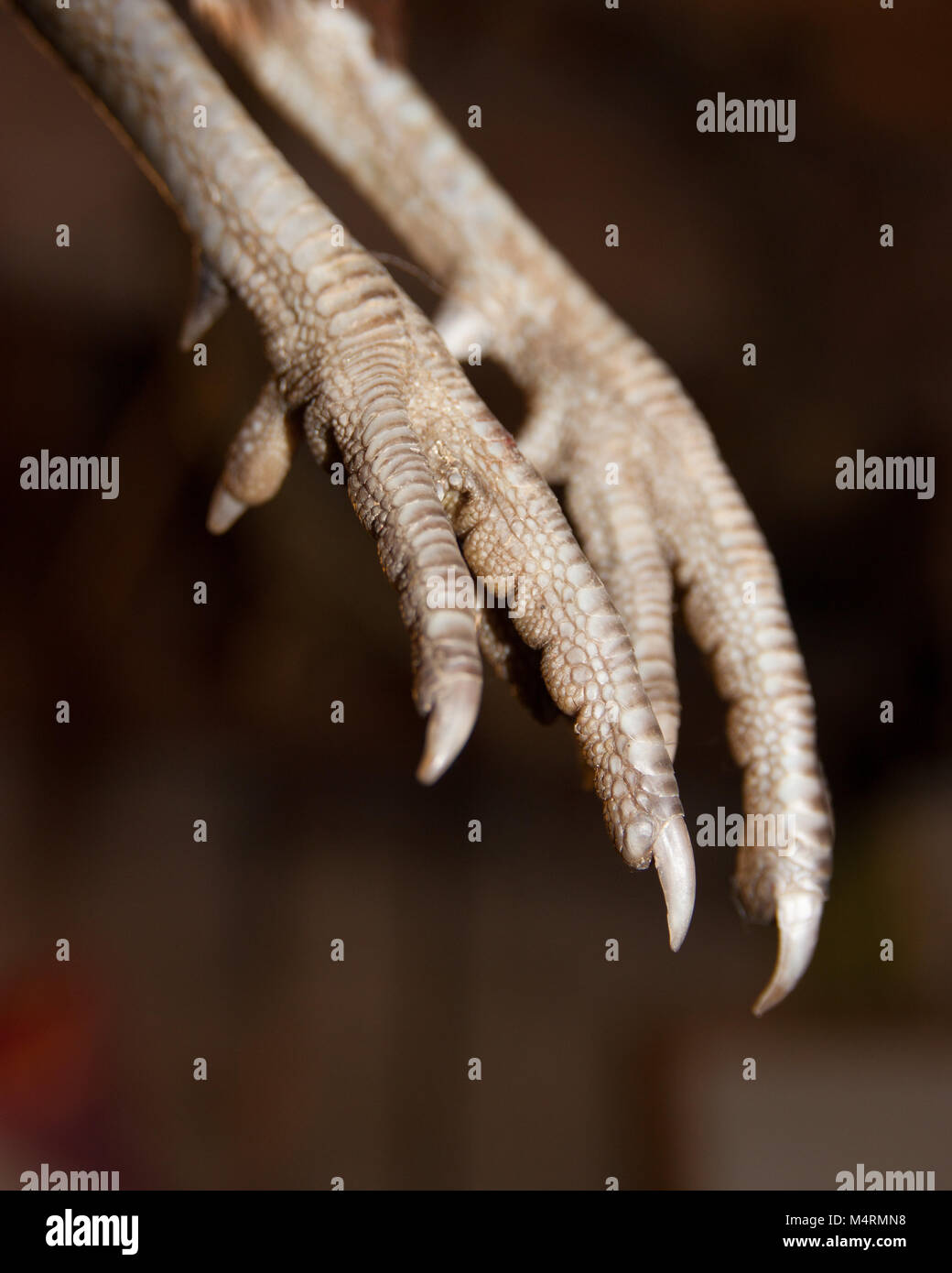 Scaly legs and feet hi-res stock photography and images - Alamy