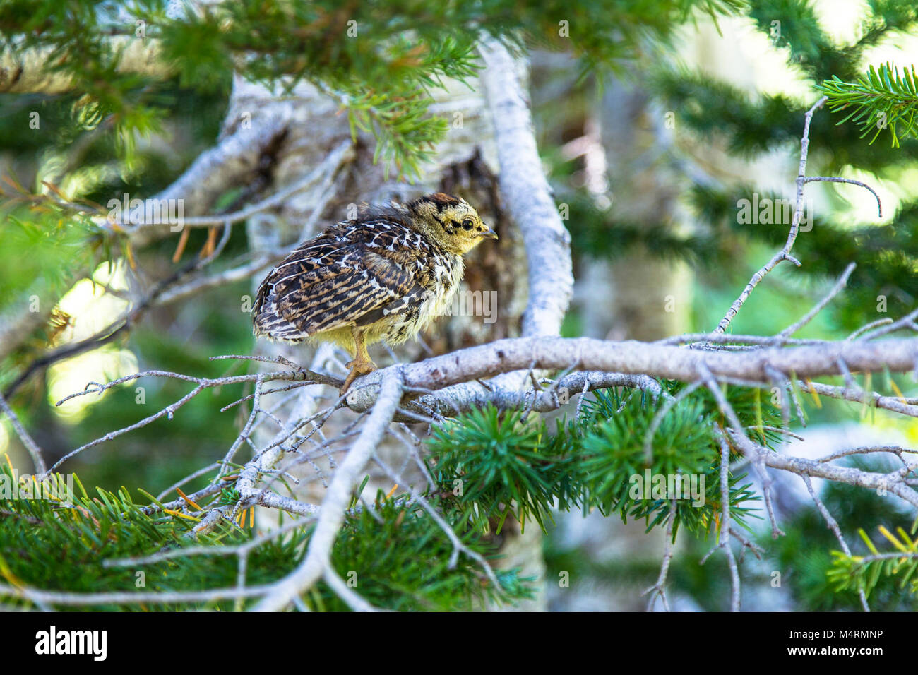 Spruce Grouse Chick Stock Photo - Alamy