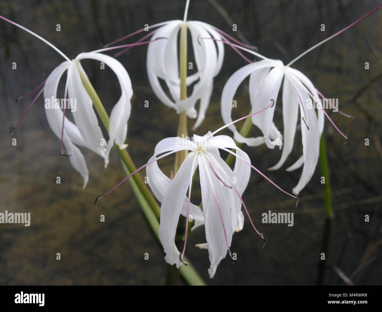 String lily hi-res stock photography and images - Alamy