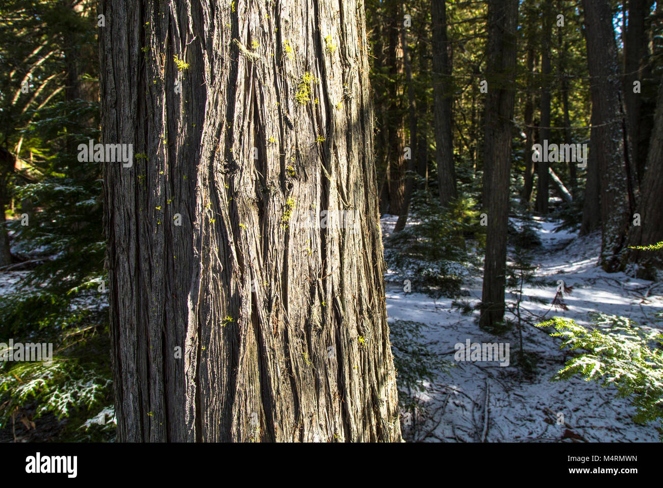 Sun in the Forest Stock Photo - Alamy