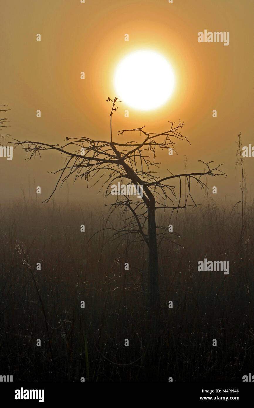 Sunset over Cypress tree Stock Photo - Alamy