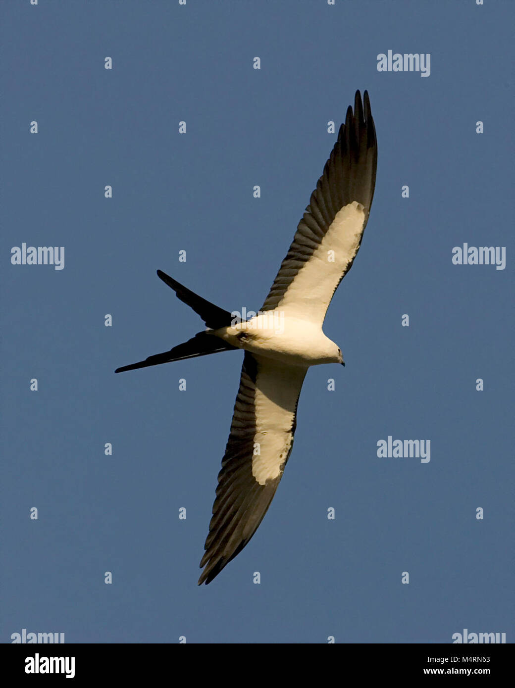 Swallow Tailed Kite Stock Photo - Alamy