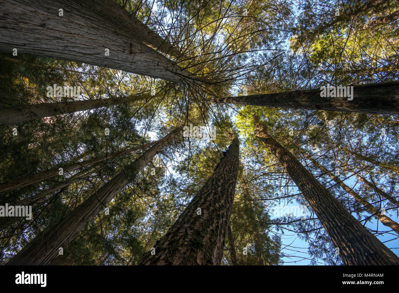 TOC- Canopy Above Stock Photo - Alamy