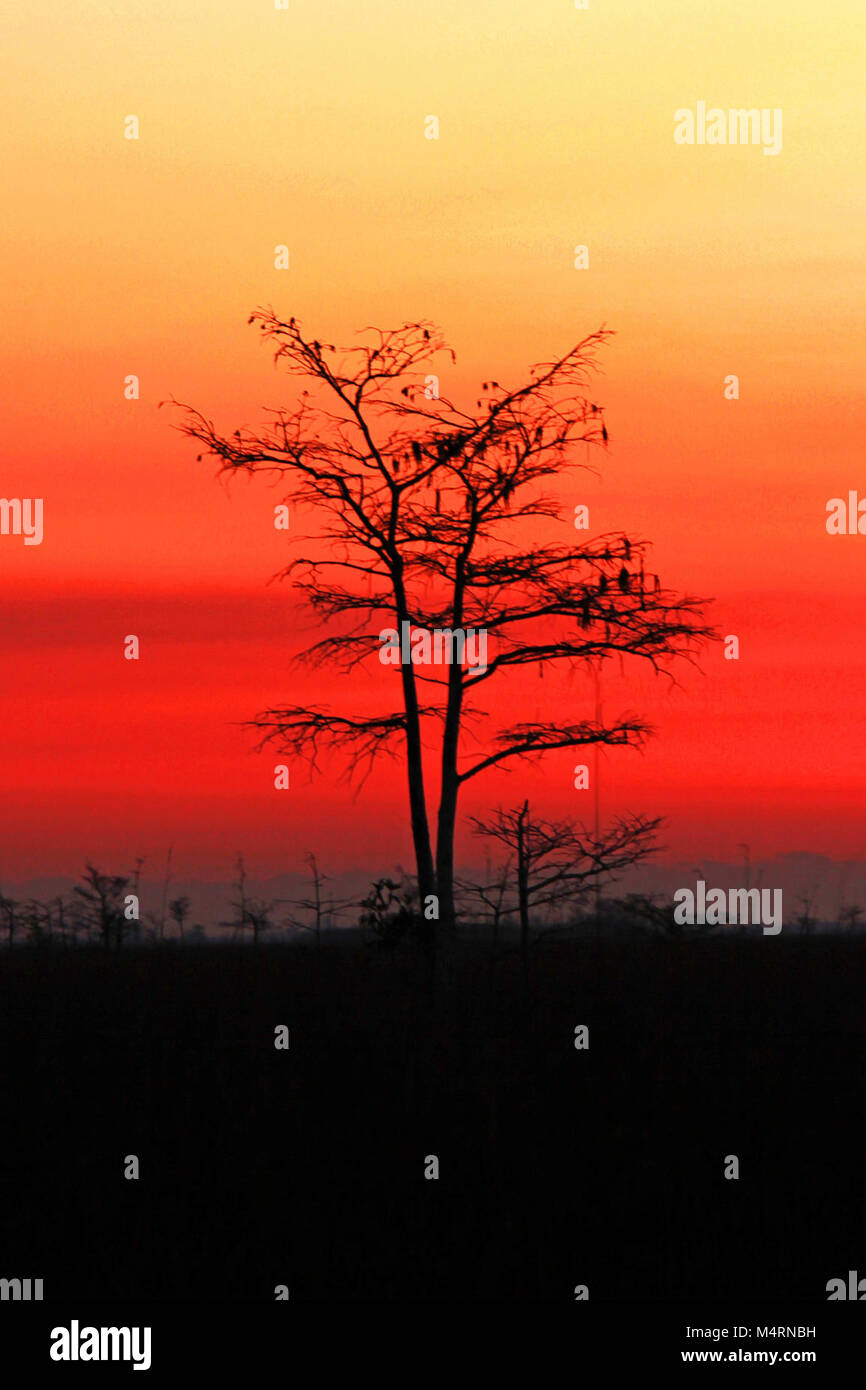 Tree in the sunset Stock Photo - Alamy