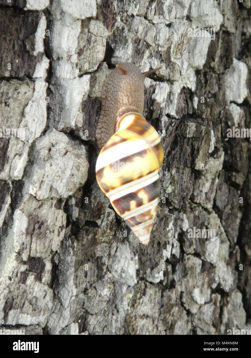 Tree snail in florida everglades hi-res stock photography and images ...