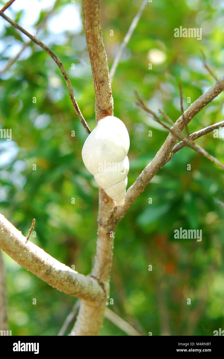 Tree Snail Stock Photo - Alamy