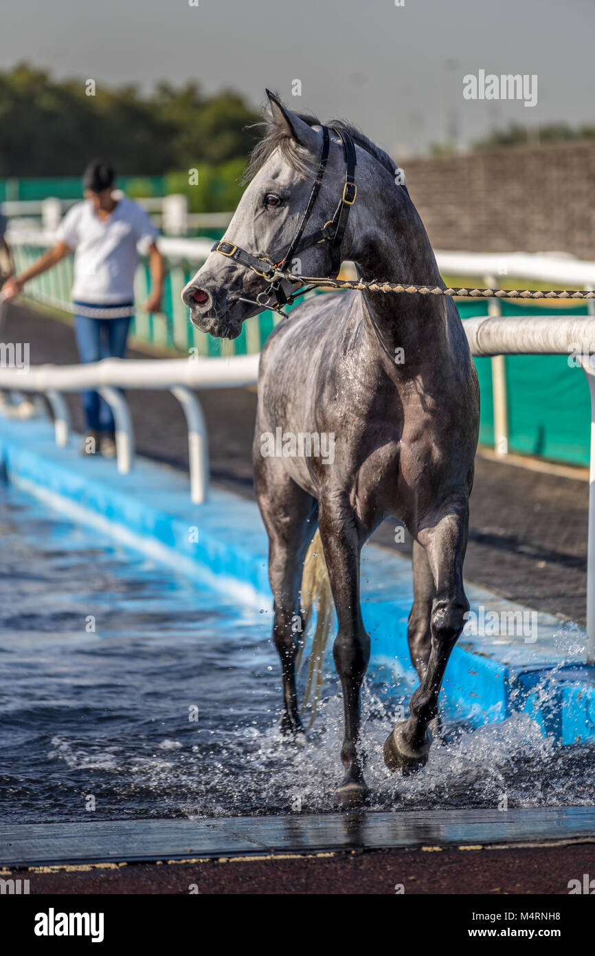 Dubai, UAE. - Jan 10, 2018. Racehorses exercise in the equine swimming ...