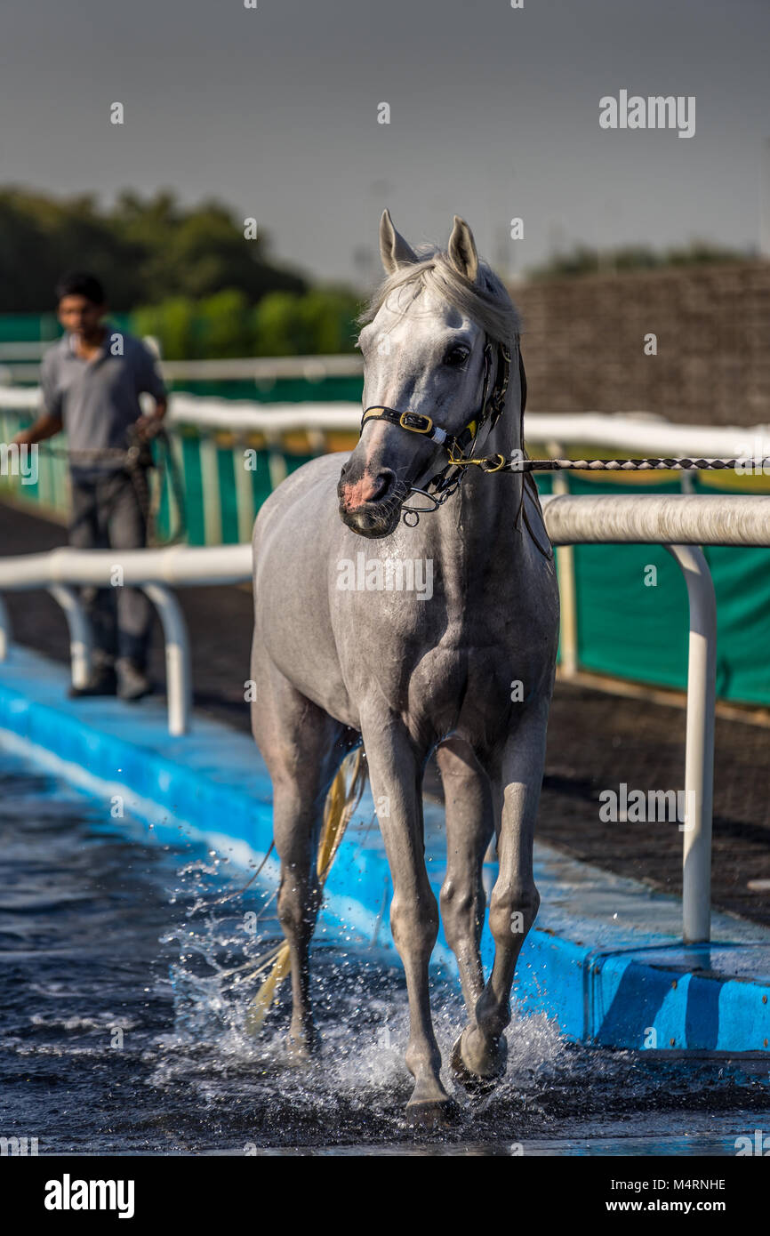 Dubai, UAE. - Jan 10, 2018. Racehorses exercise in the equine swimming ...