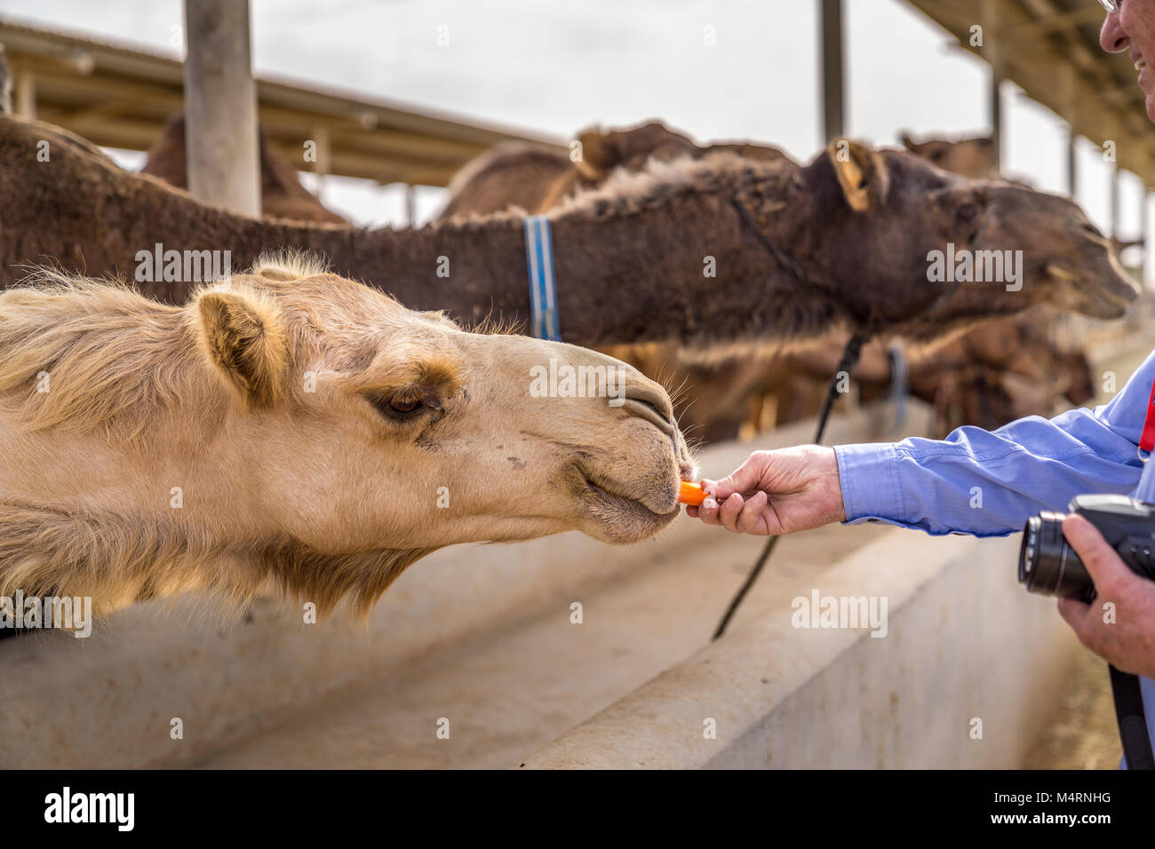 A tourist/visiter feeding camel in Dubai UAE camel farm Stock Photo - Alamy
