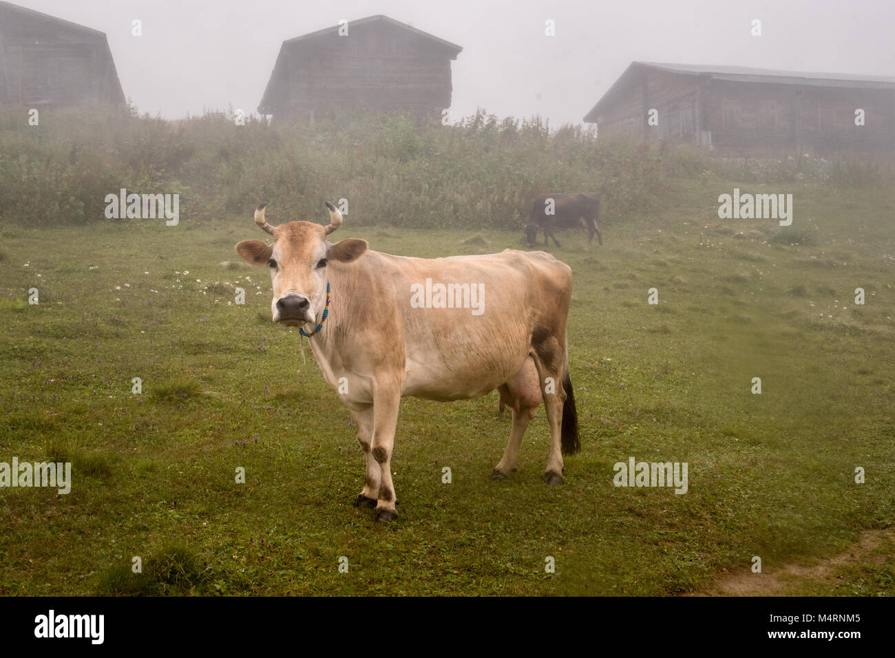 A peaceful image of a cow standing in a misty, green field with wooden ...