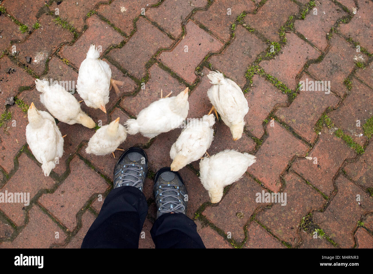 Group of small white chicks gathered around a person's feet on a brick ...