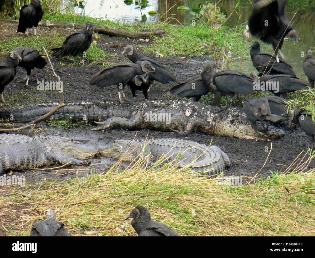 Vultures on Dead Gator Stock Photo - Alamy