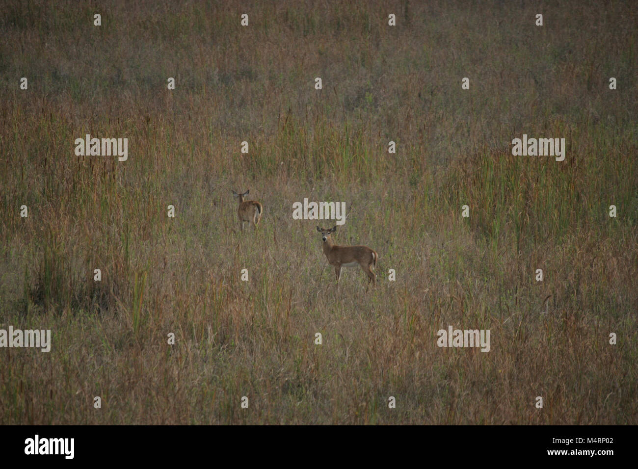 Whitetail Deer in Restoration Area Stock Photo - Alamy
