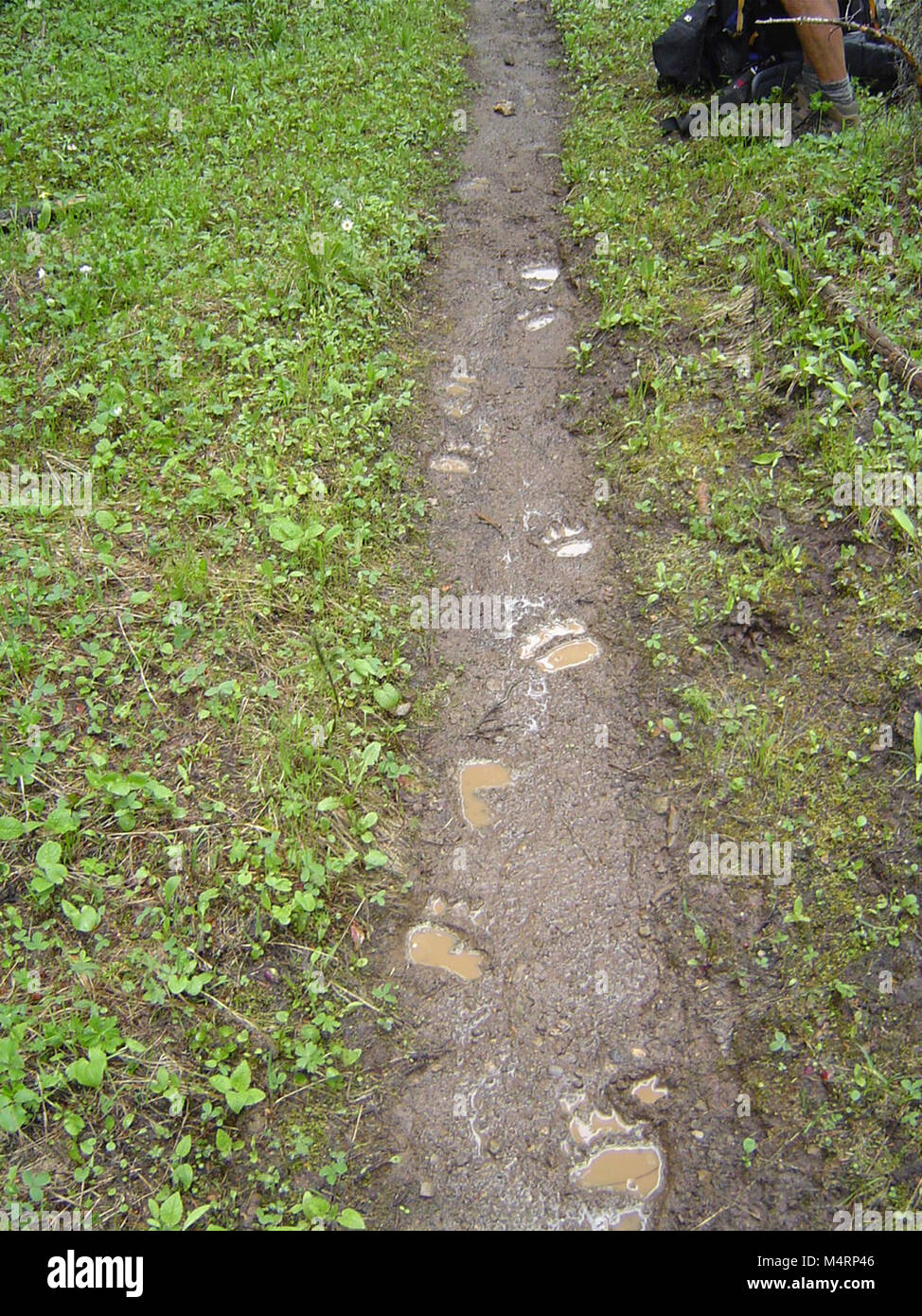 Grizzly tracks along a trail near a wire hair snag site. Barbed wire ...