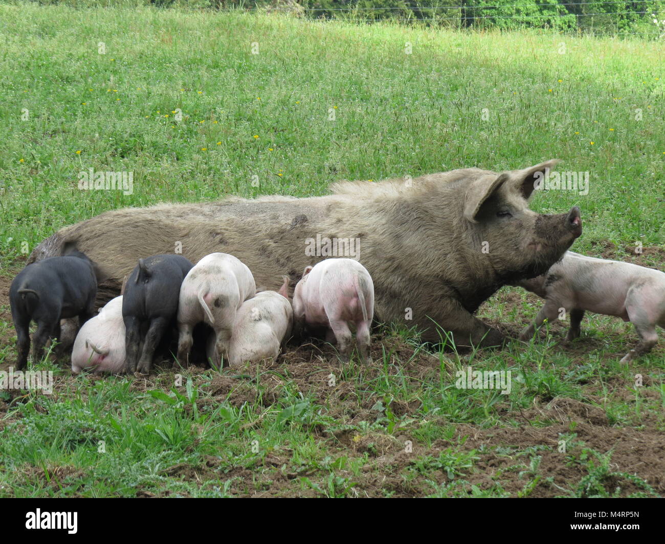 Pig sty hi-res stock photography and images - Alamy