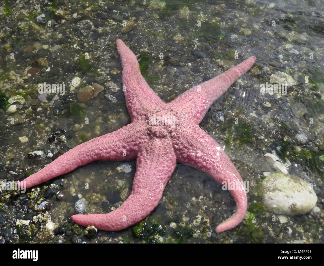 Pink Sea Stars