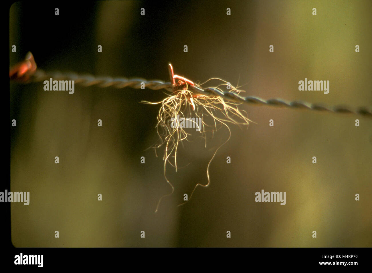 Crown of the continent ecosystem hi-res stock photography and images ...