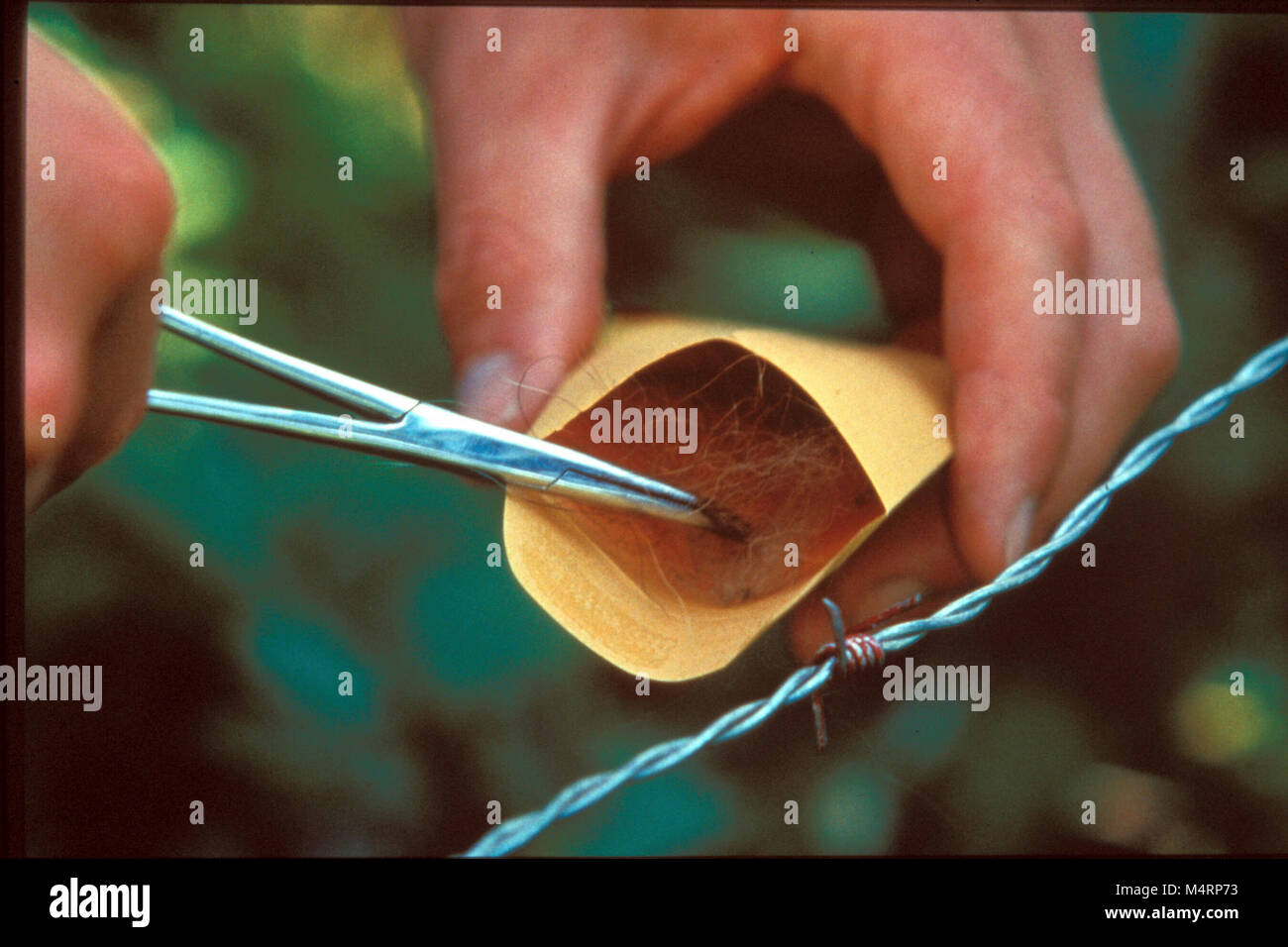 Collecting samples from a wire hair snag station. Barbed wire hair ...