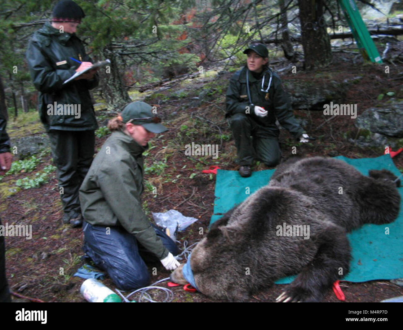 A tranquilized grizzly bear is monitored closely by field biologists ...
