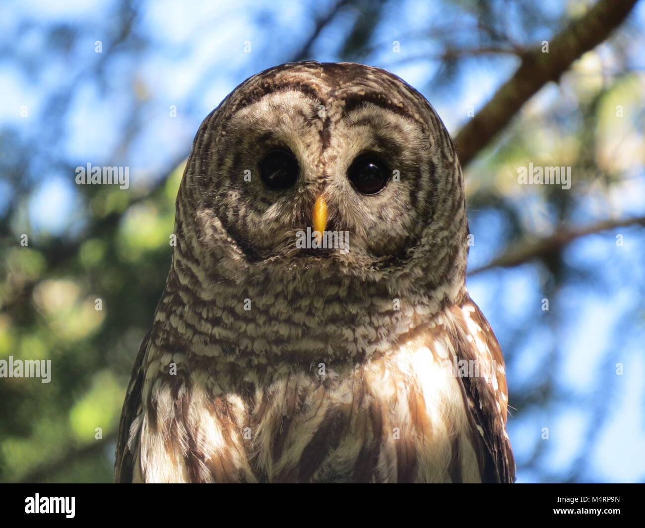 Owl sitting in tree hi-res stock photography and images - Alamy