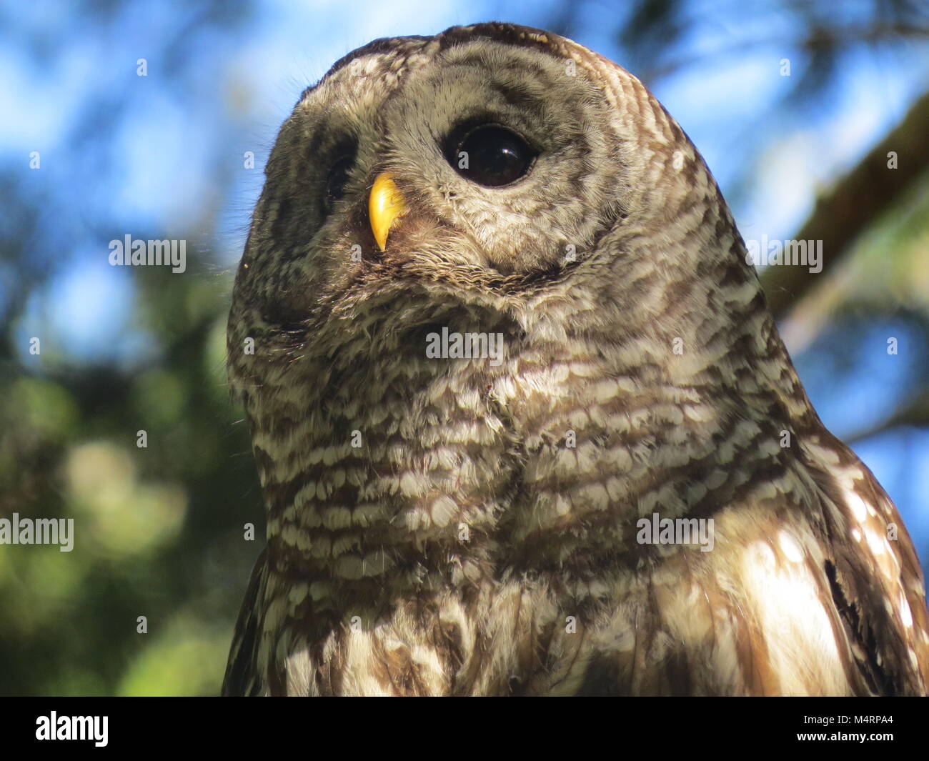 Owl sitting in tree hi-res stock photography and images - Alamy