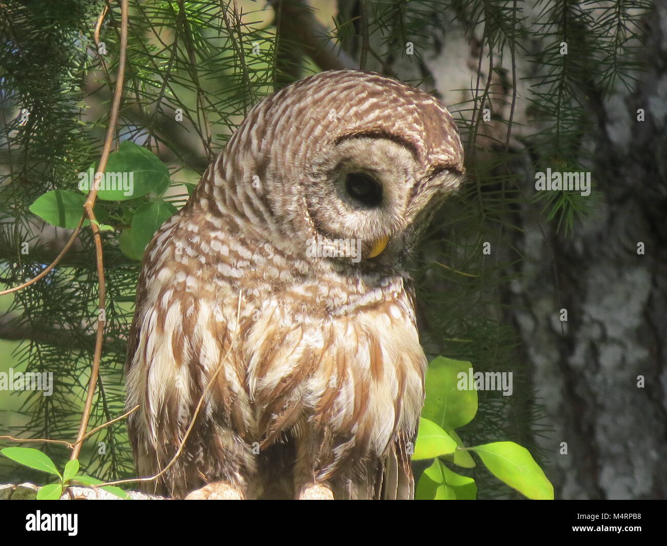 Owl sitting in tree hi-res stock photography and images - Alamy