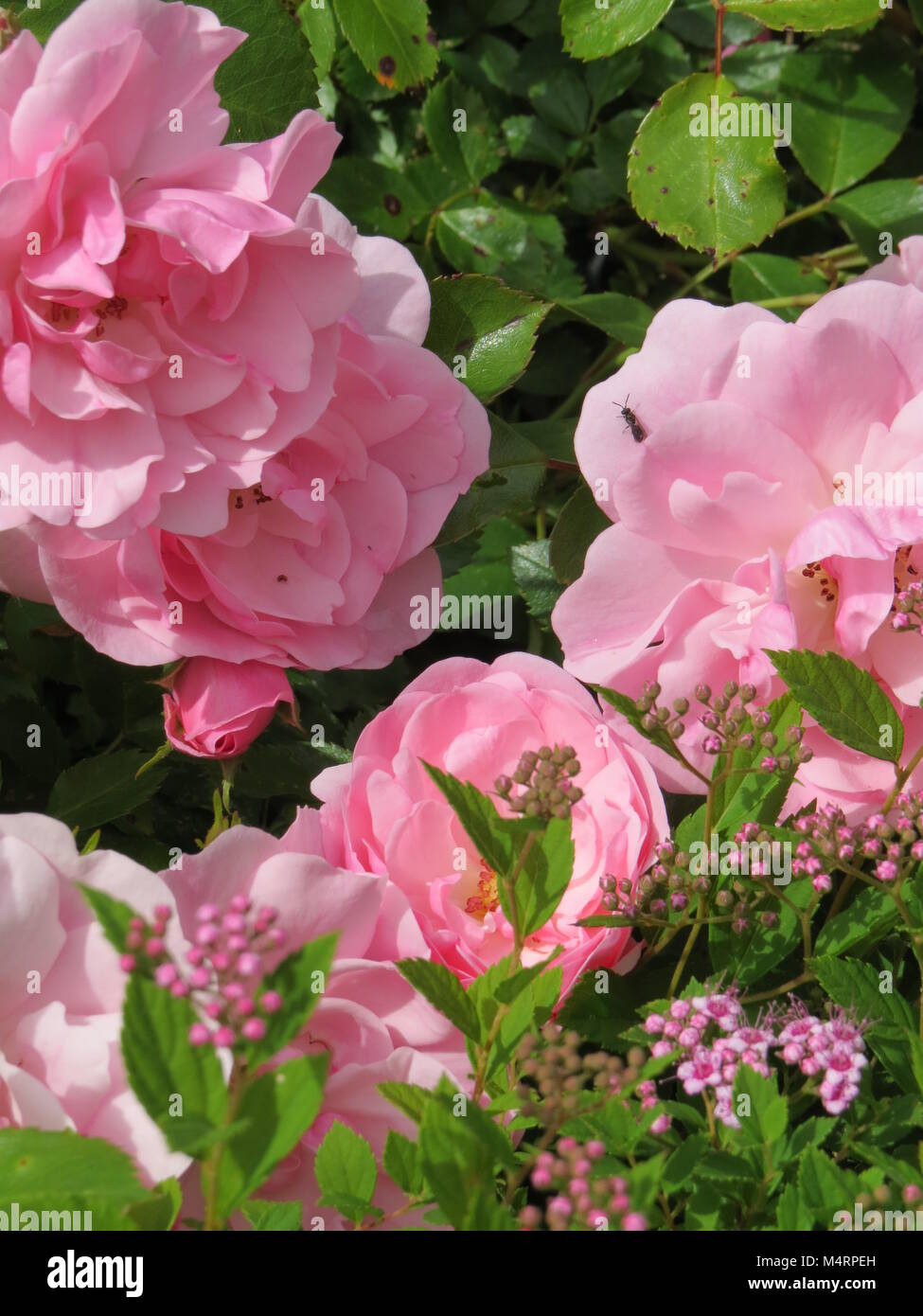 Beautiful pink garden roses mixed with ground cover, on, Denman Island ...