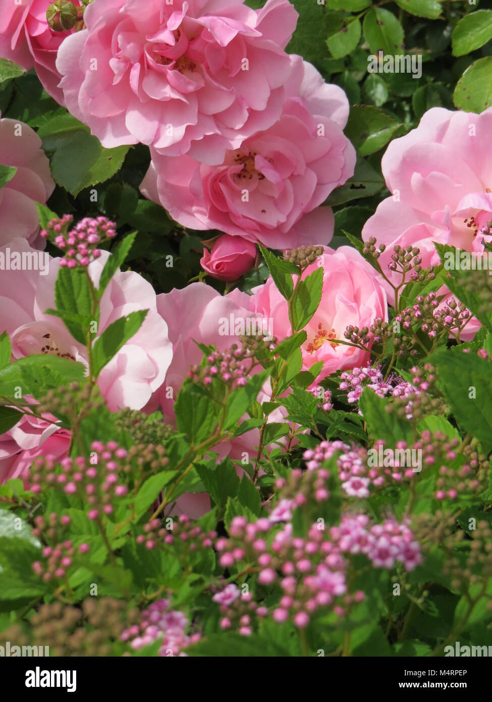 Beautiful pink garden roses mixed with ground cover, on, Denman Island ...