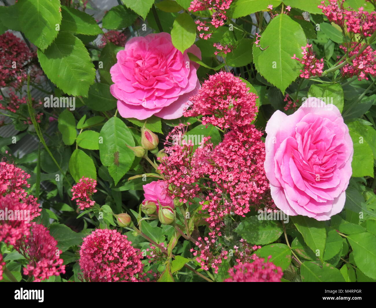 Stunning bright pink roses, with ground cover, in garden, on Denman ...