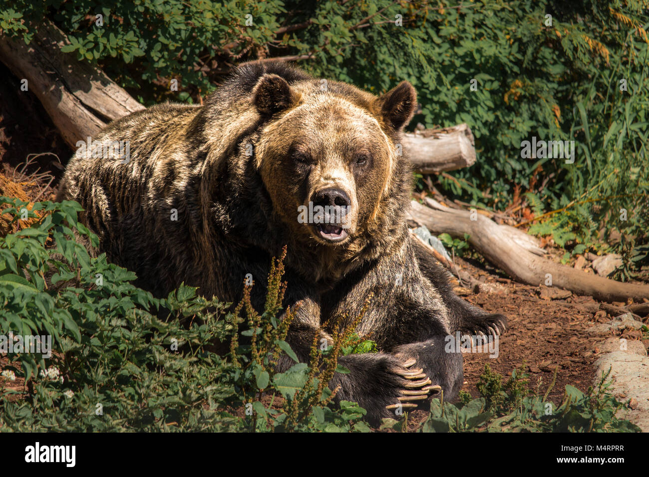 Grizzely hi-res stock photography and images - Alamy