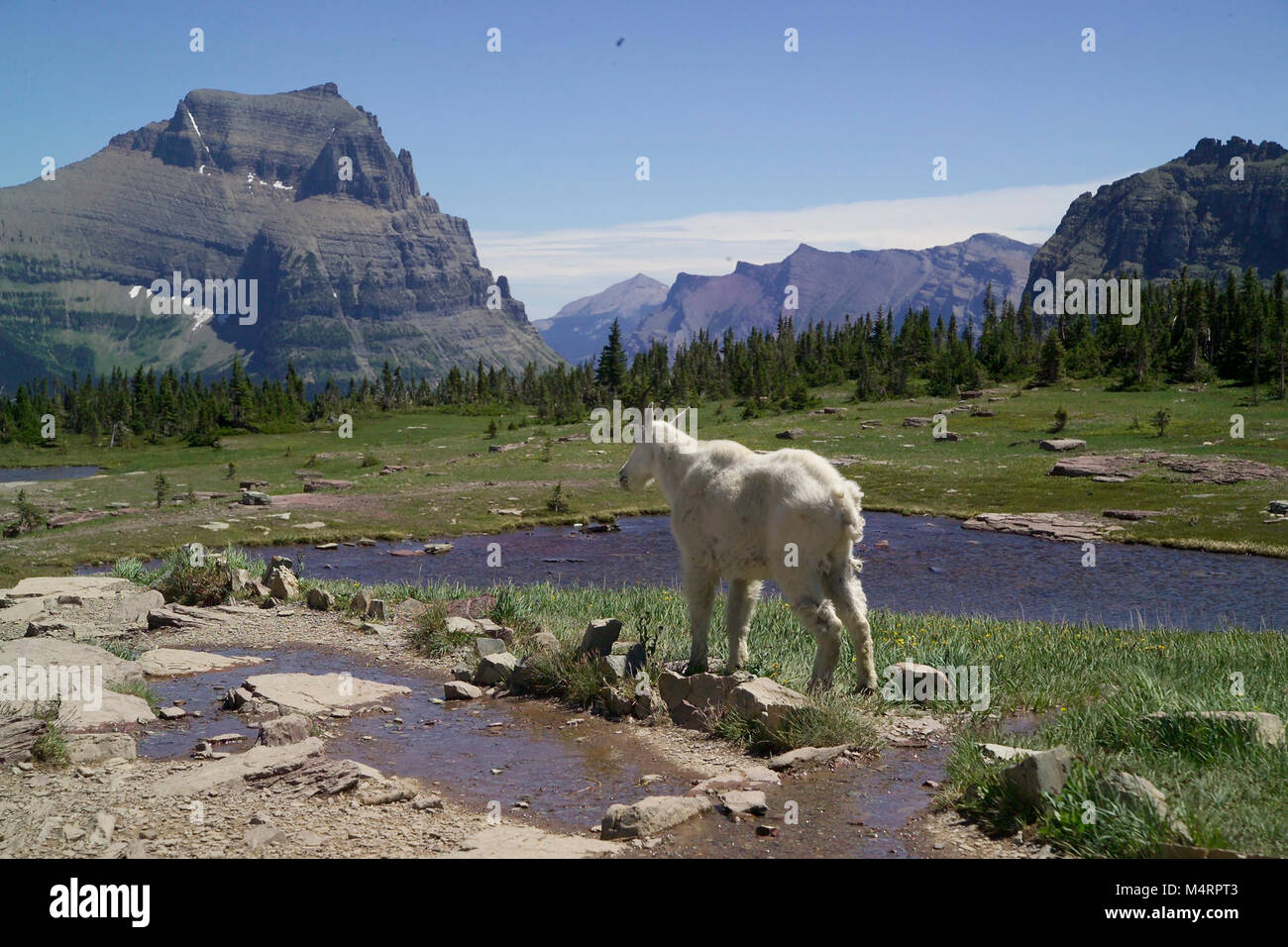 A yearling mountain goat near Hidden Lake Overlook..Mountain Goat Stock ...
