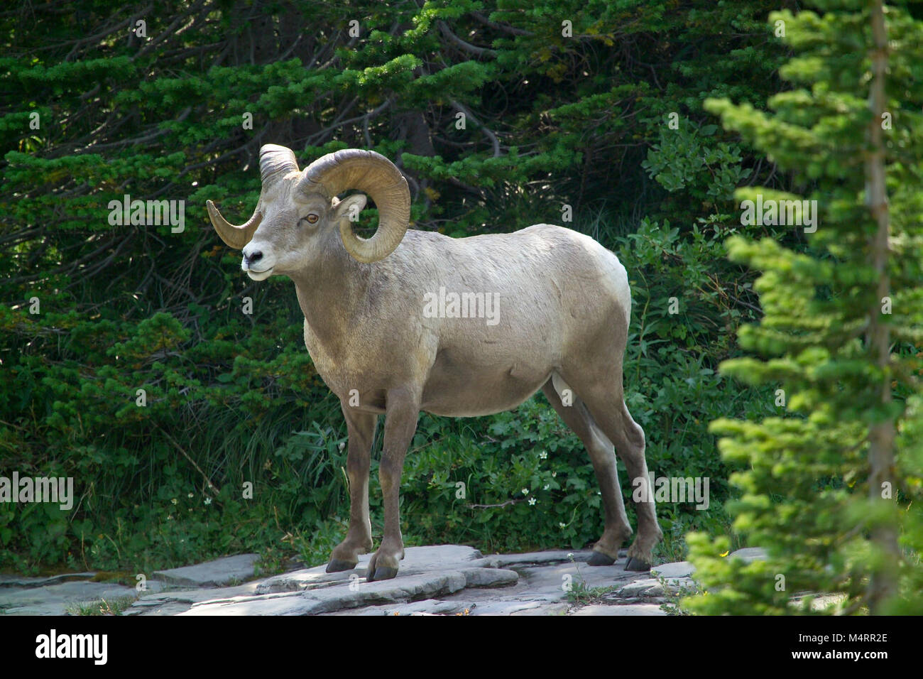 Bighorn sheep move in groups in Glacier's alpine and east side. Rams ...