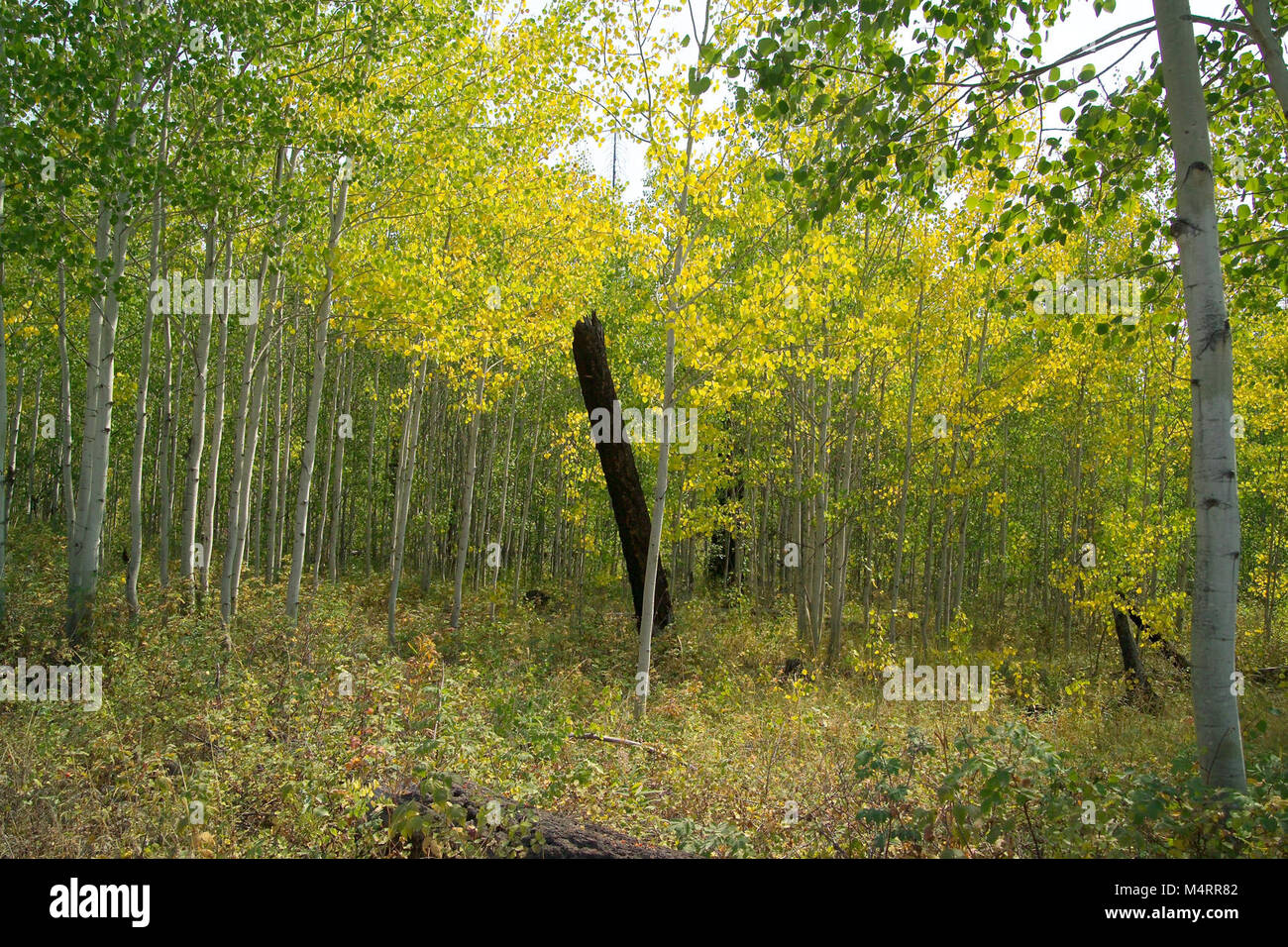 One single snag remains in this birch forest to recall the history of ...