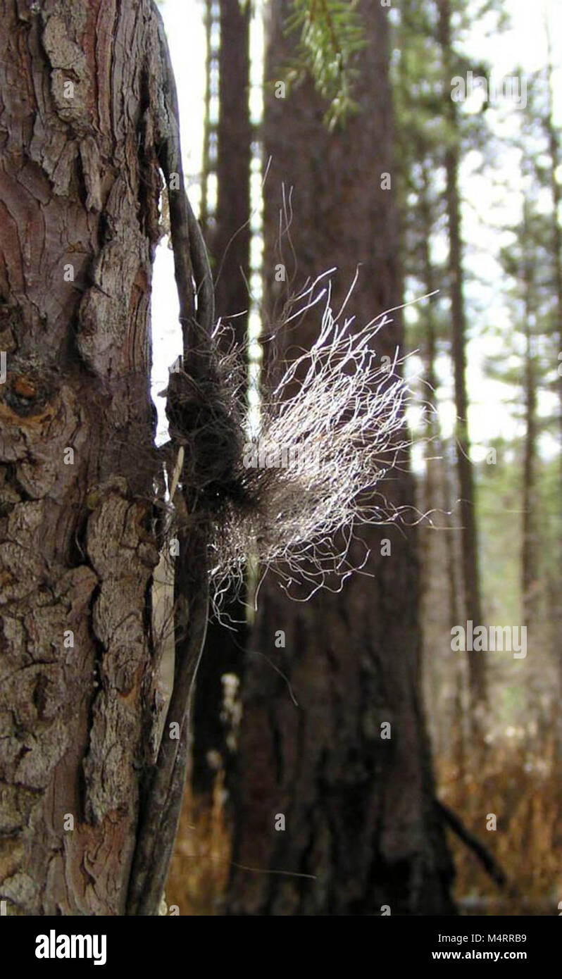 Fur caught in wire attached to a bear rub tree. Barbed wire hair snags ...