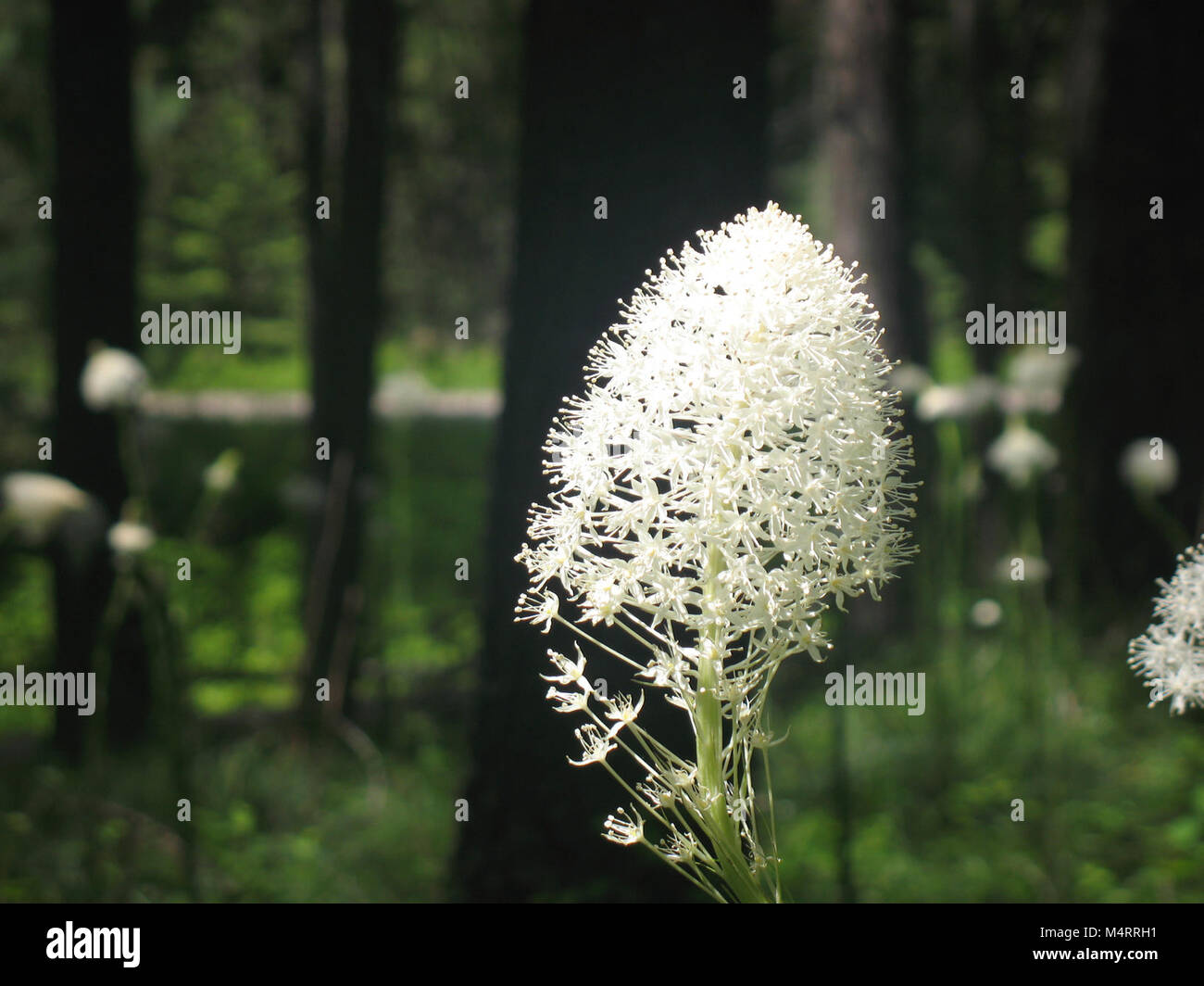 An unofficial symbol of Glacier National Park, beargrass blooms on an ...