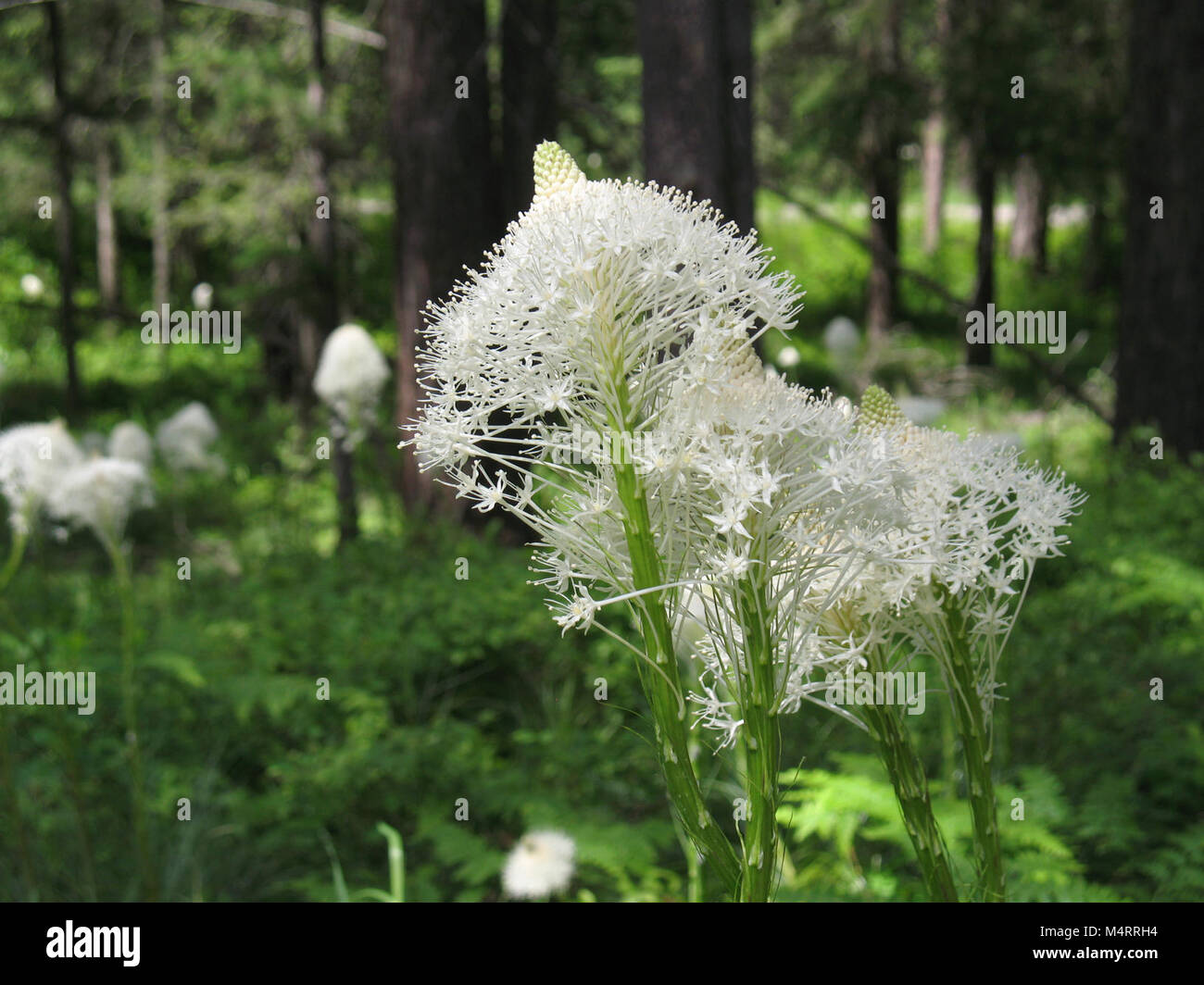An unofficial symbol of Glacier National Park, beargrass blooms on an ...