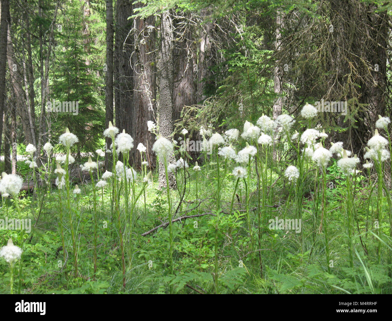An unofficial symbol of Glacier National Park, beargrass blooms on an ...