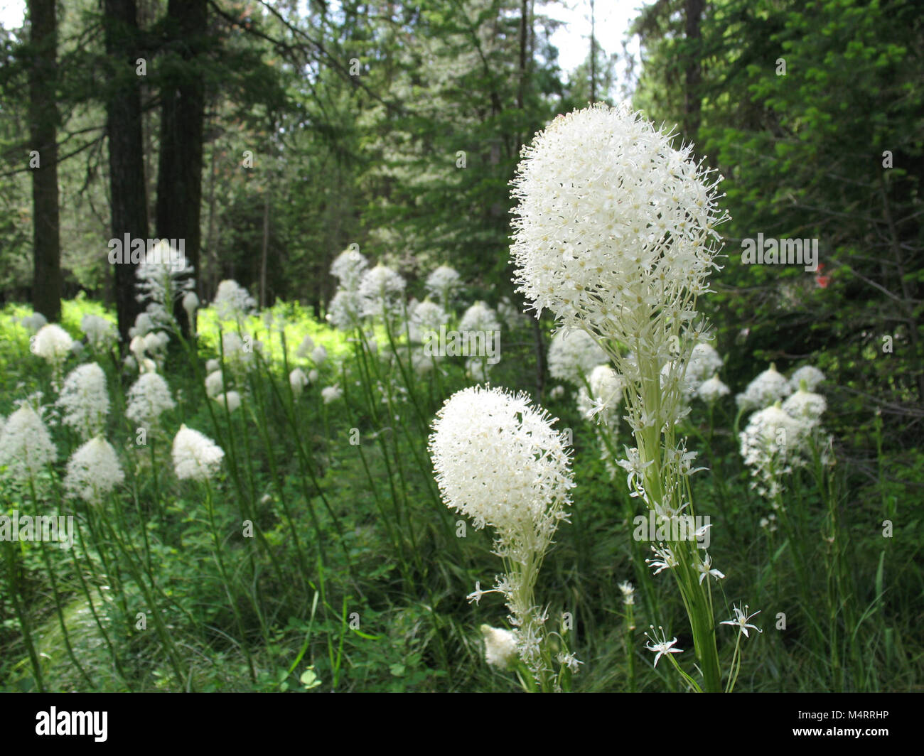 An unofficial symbol of Glacier National Park, beargrass blooms on an ...