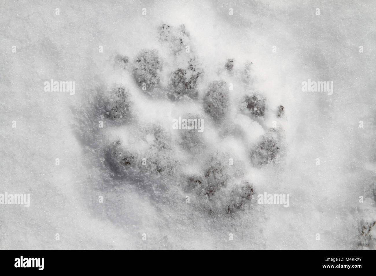 Wolf (Canis lupus) tracks..Wolf (Canis lupus) Tracks Stock Photo - Alamy