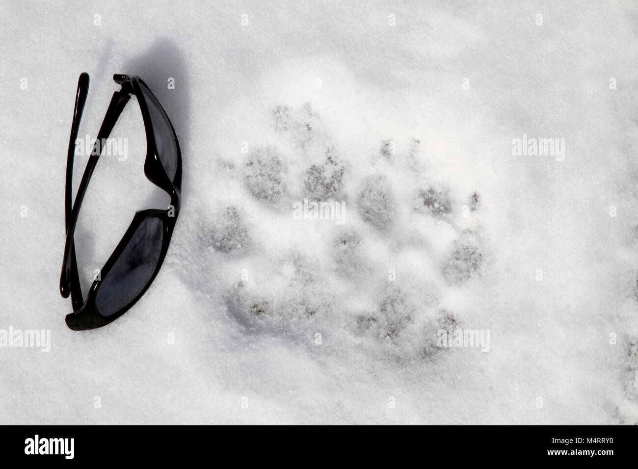 Wolf (Canis lupus) Tracks and sunglasses to show scale..Wolf (Canis ...