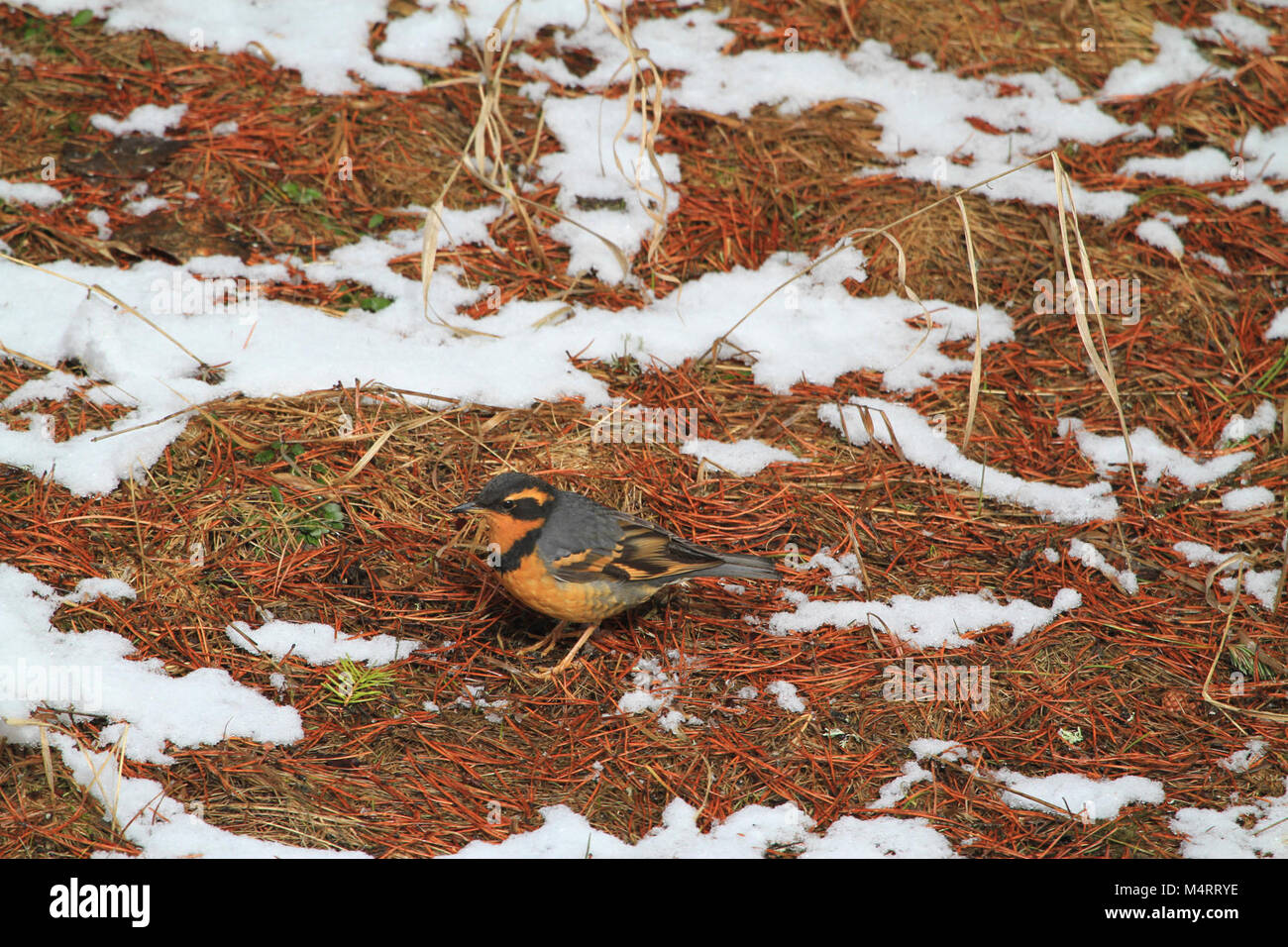 A male Varied Thrush (Ixoreus naevius)..Varied Thrush (Ixoreus naevius ...