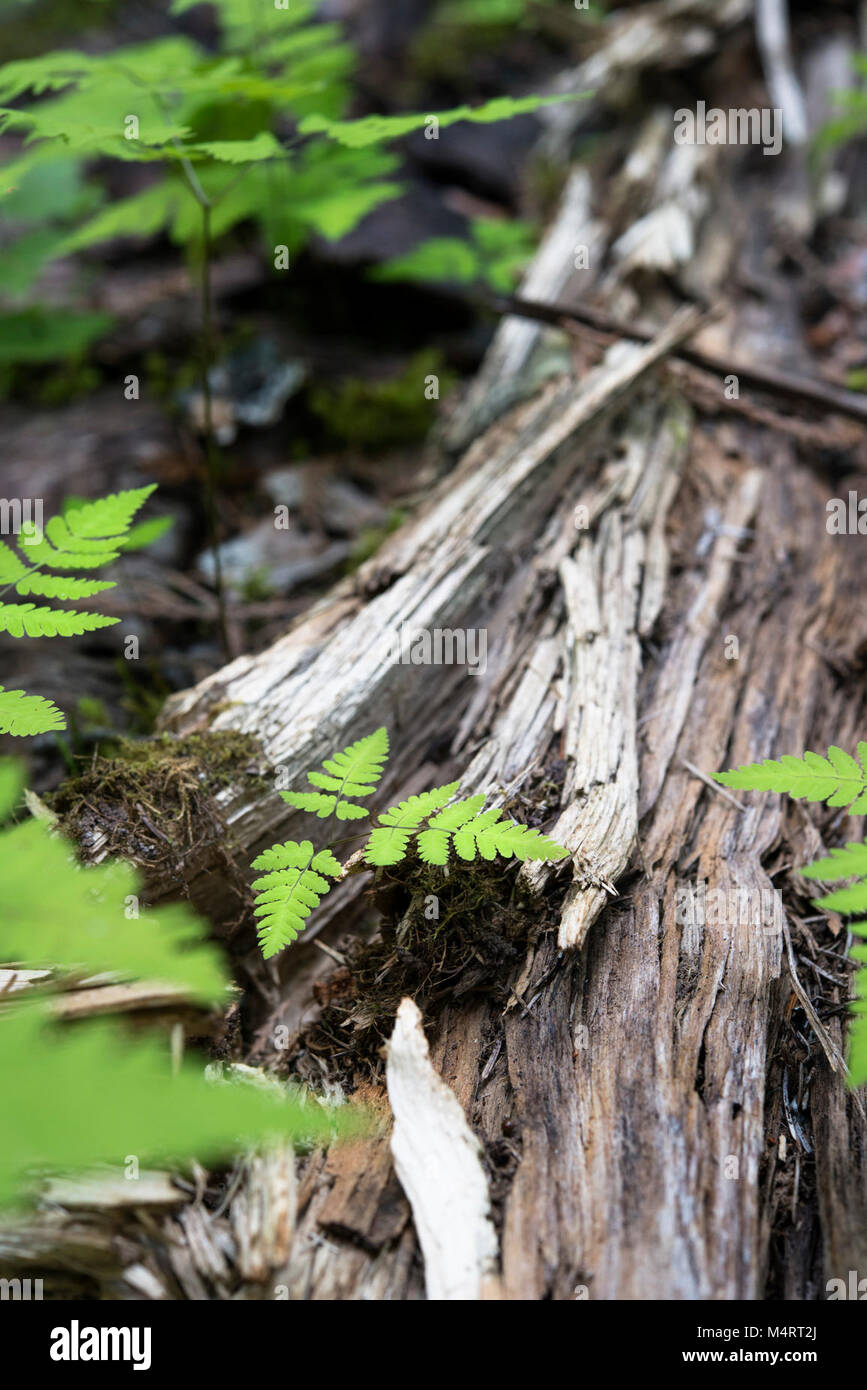 Forest Floor- Fern and Decomposition B Stock Photo - Alamy